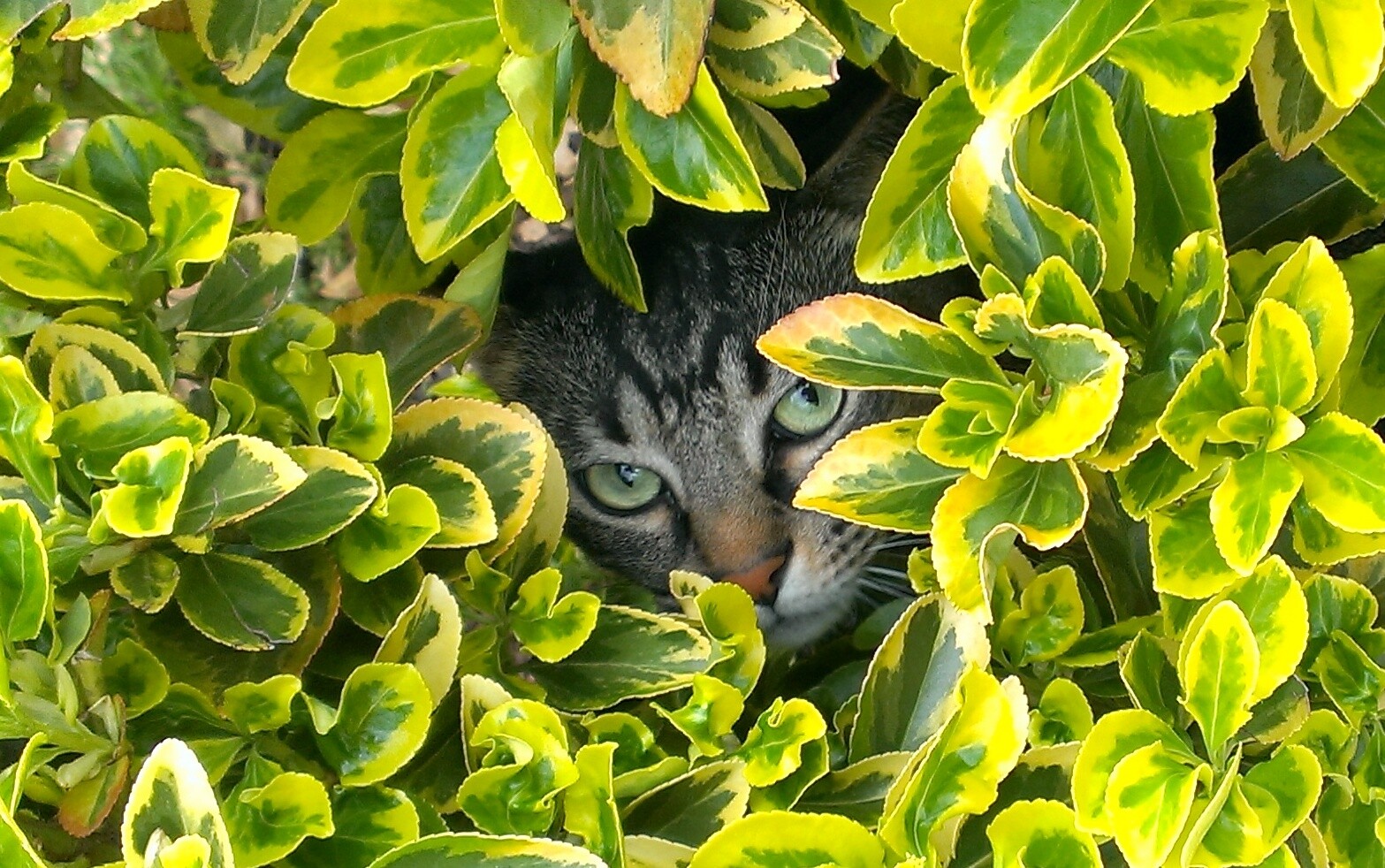 Protitude :verified: :vim: 😺 (@protitude@hachyderm.io) - Hachyderm.io