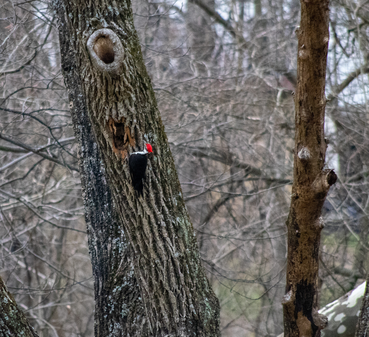 Jason B. (@retorch@hachyderm.io) - Hachyderm.io