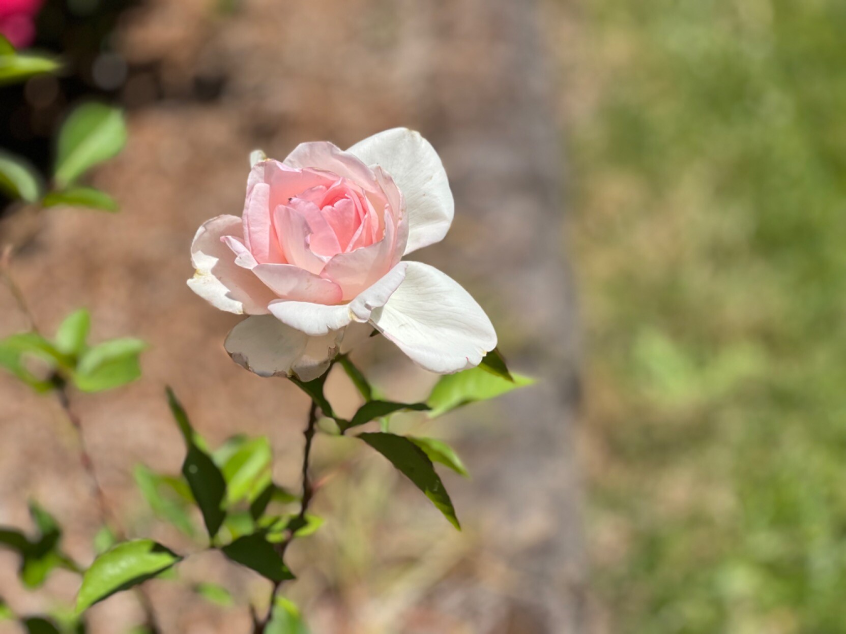 Chris Dillon 源 Squarism Hachyderm Io Hachyderm Io