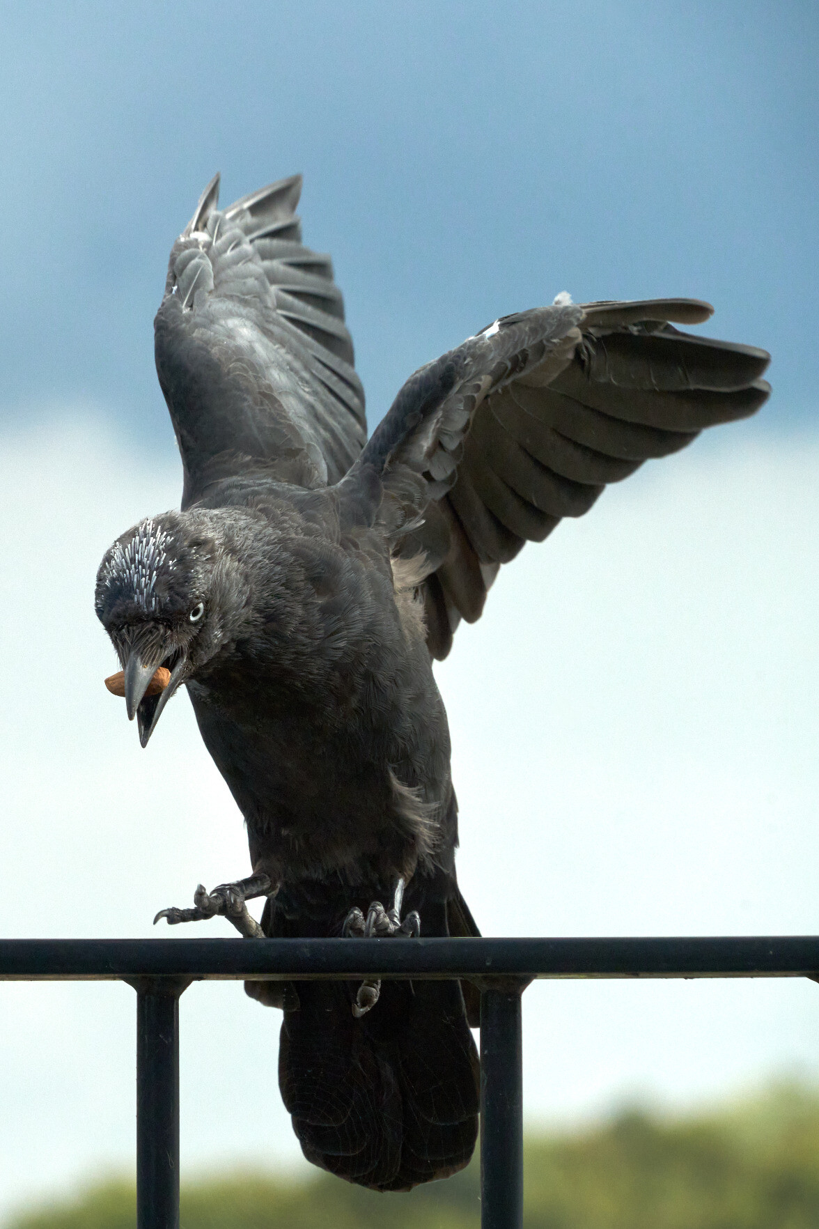 Mara (@Mara@hachyderm.io) - Hachyderm.io