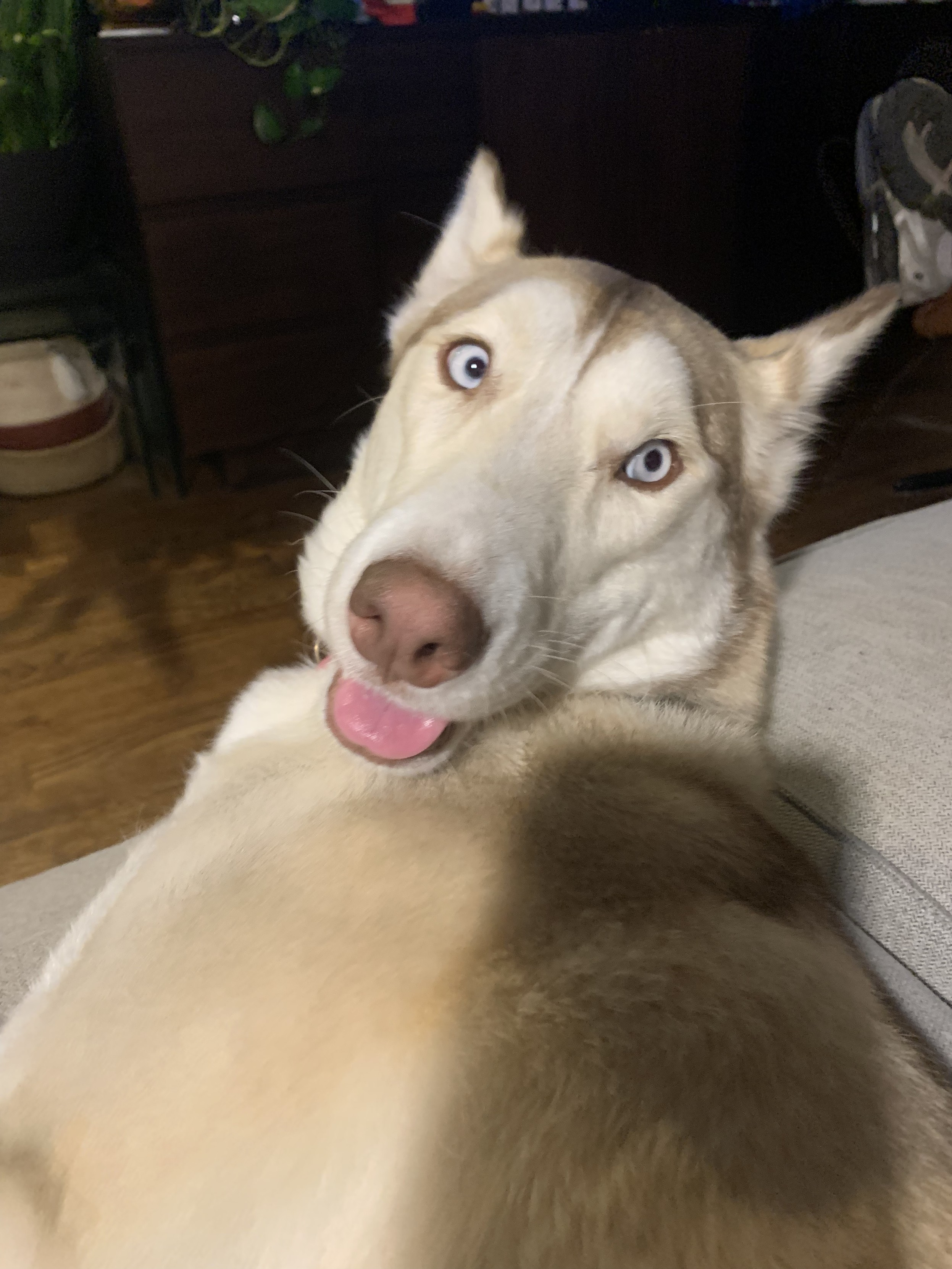 bigfleet (@bigfleet@hachyderm.io) - Hachyderm.io