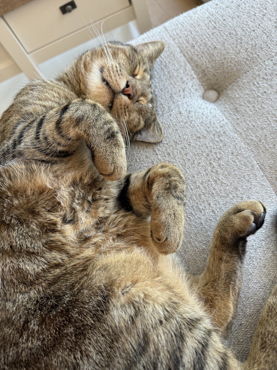 Kayla Cinnamon ☕ (@cinnamon@hachyderm.io) - Hachyderm.io