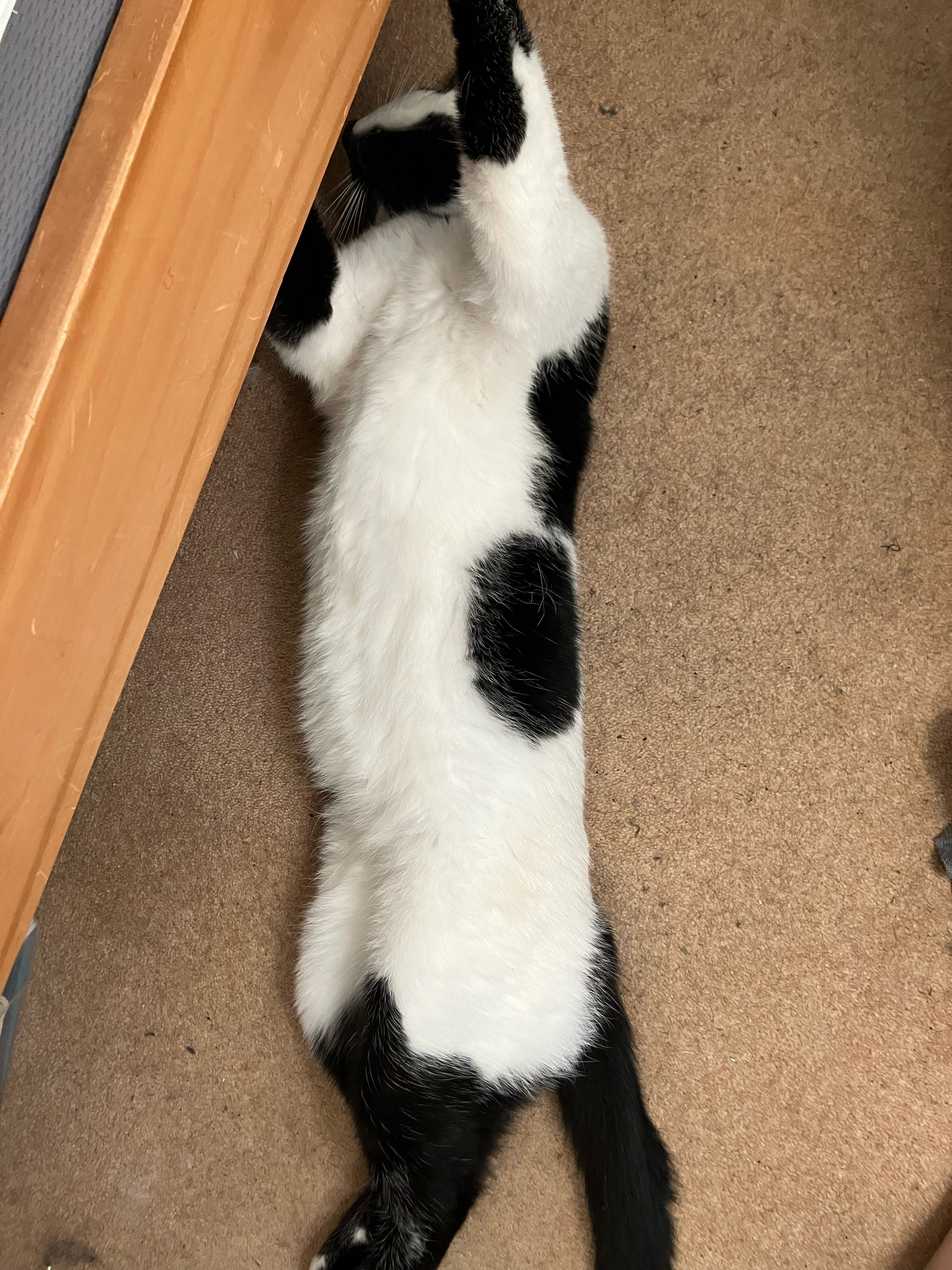 Jonathan ‘theJPster’ Pallant (@thejpster@hachyderm.io) - Hachyderm.io