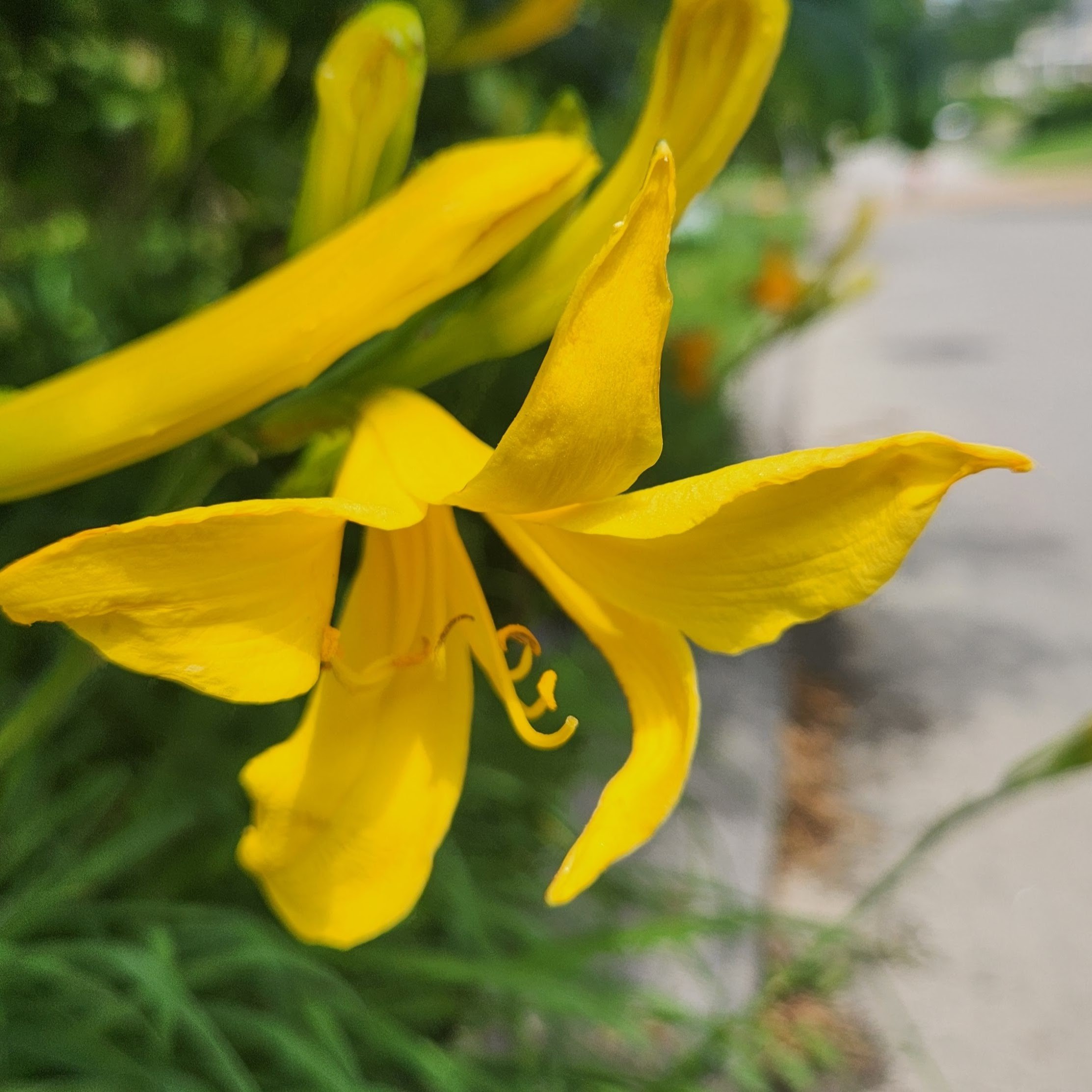 Avdi Grimm (@avdi@hachyderm.io) - Hachyderm.io