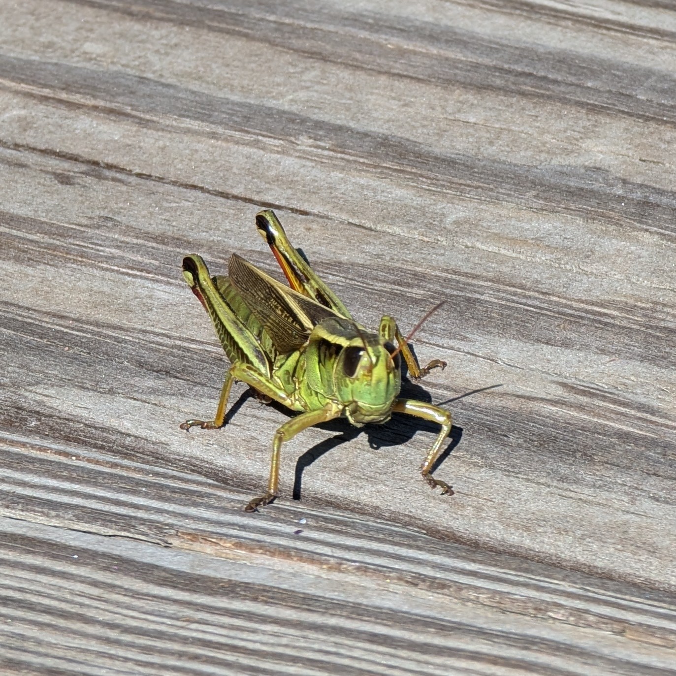 Brian Campbell (@unlambda@hachyderm.io) - Hachyderm.io